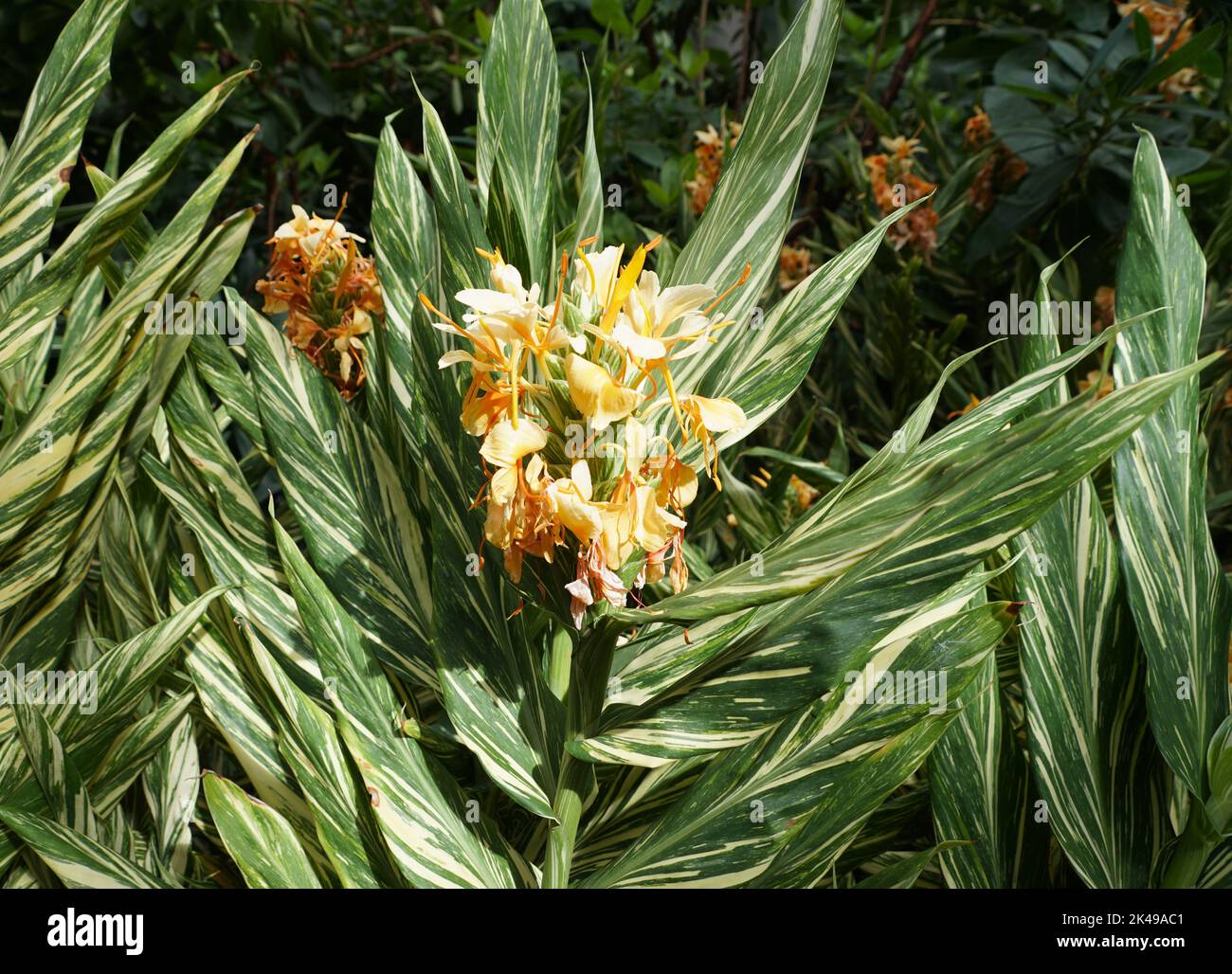 The Ginger Lily 'Vanilla Ice' with peach color flowers with white and ...