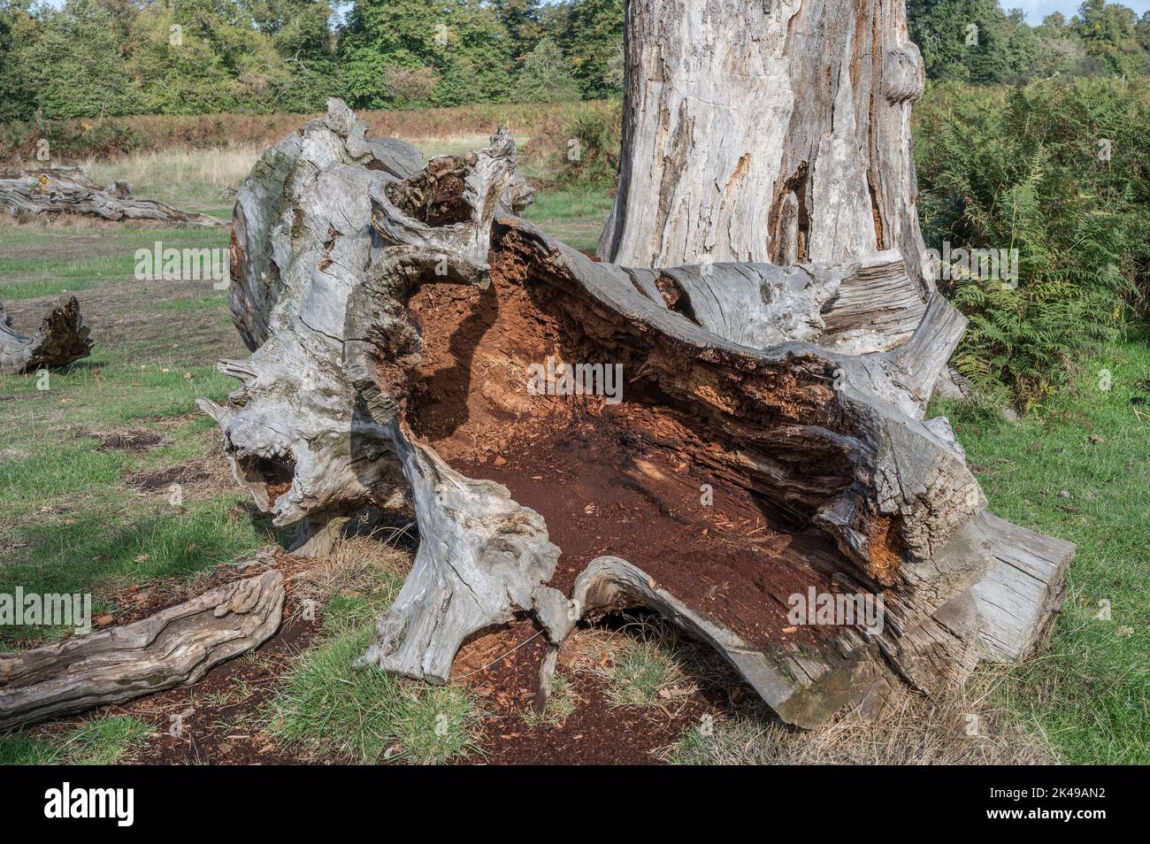 Large fallen tree left to nature rotting from the inside Stock Photo ...