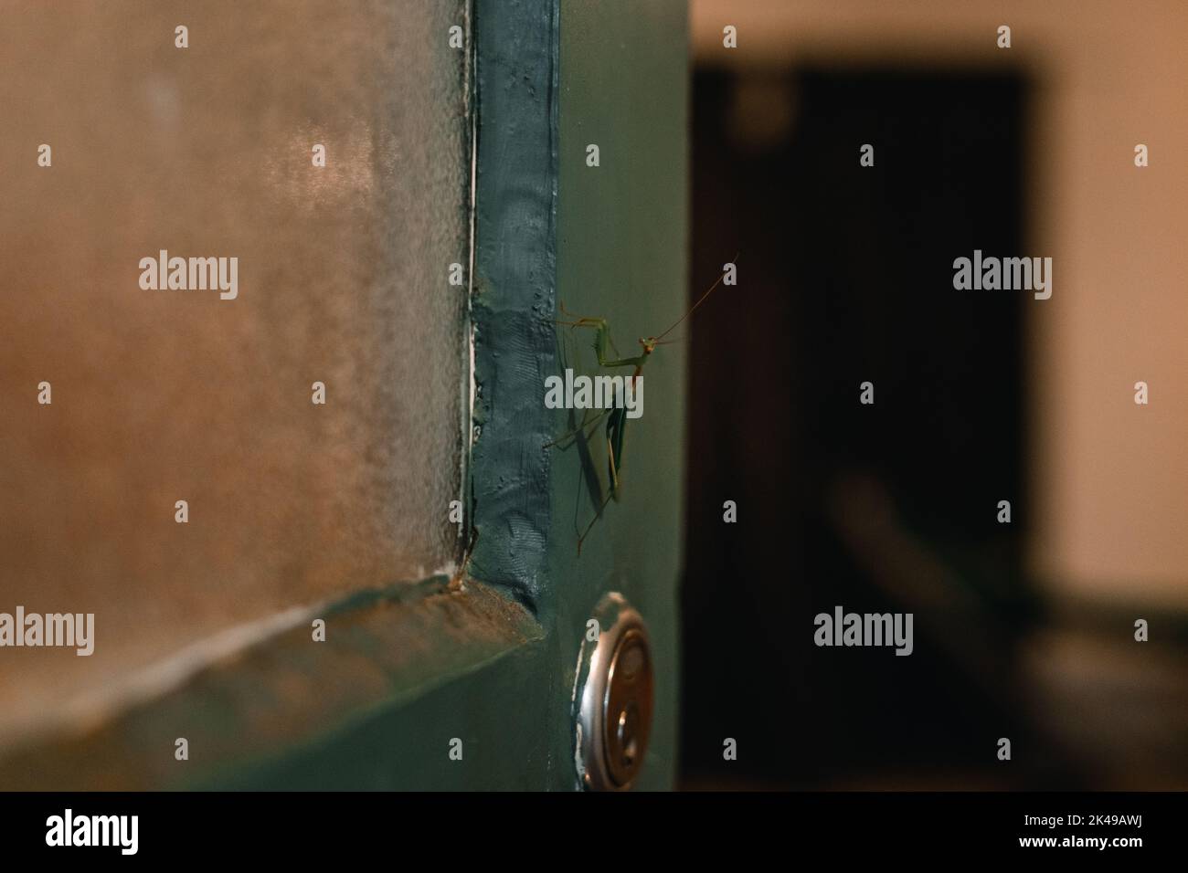 Bug with long antennae hi-res stock photography and images - Alamy