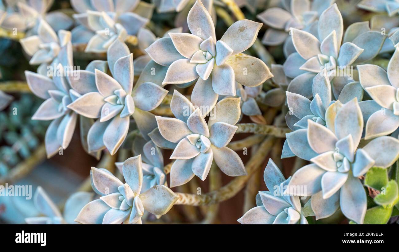 Succulent plant background. Ghost plant succulent also known as sedum ...