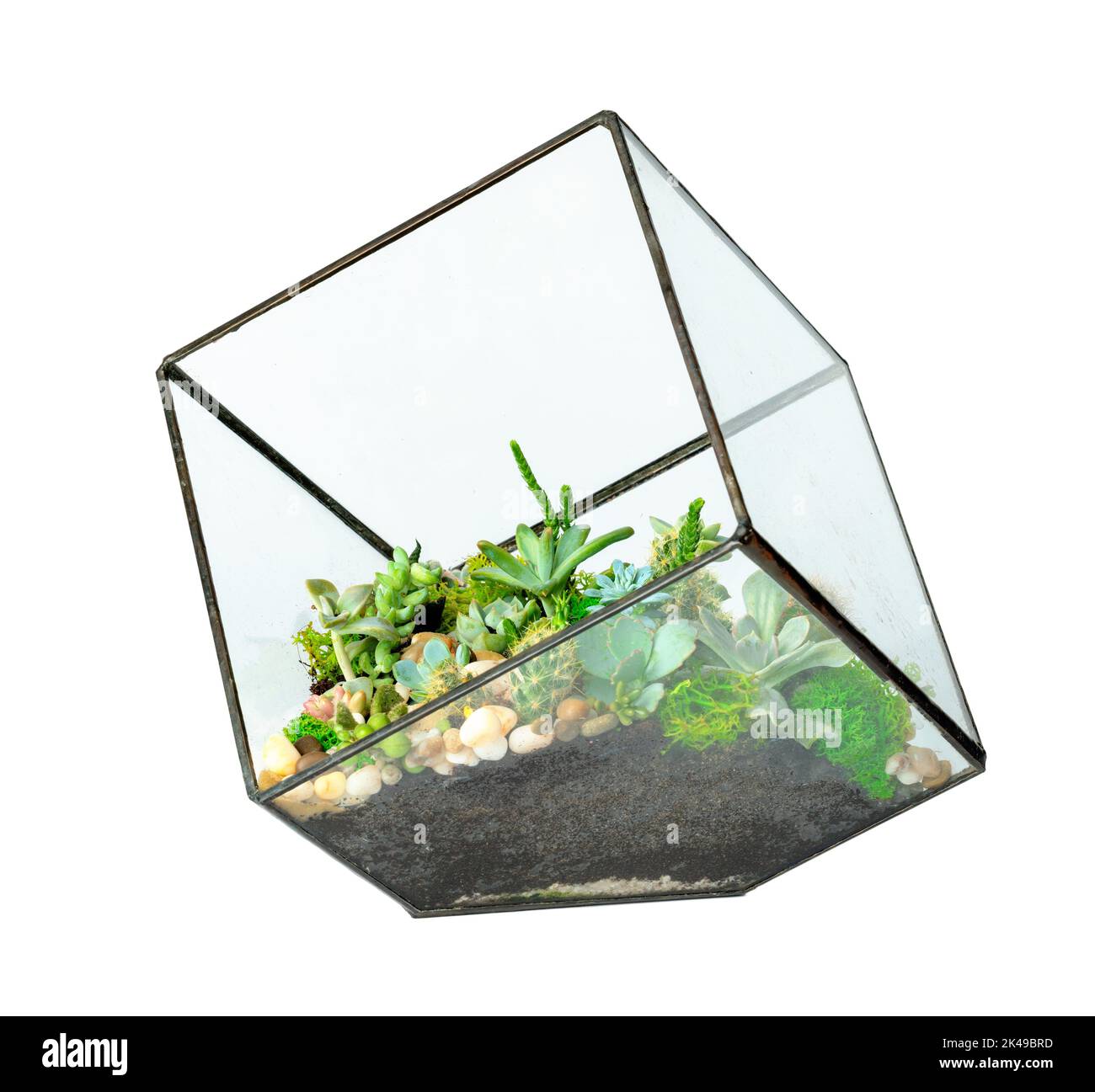 Succulents in glass vase isolated on white background Stock Photo - Alamy