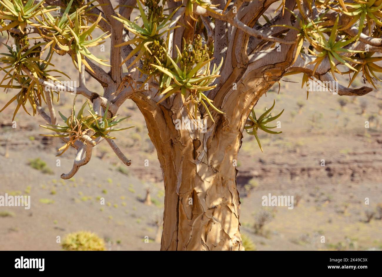 Quiver leaf hi-res stock photography and images - Alamy