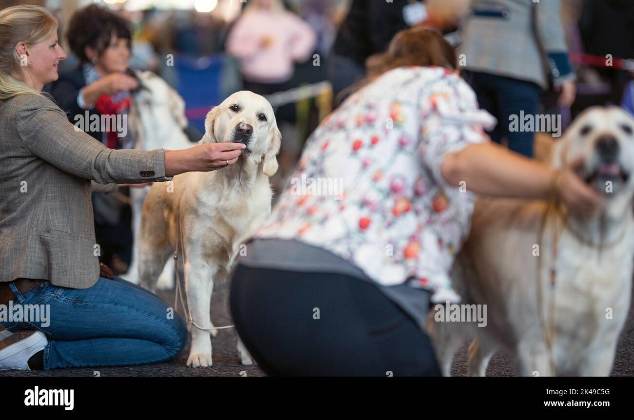 Rostock, Germany. 01st Oct, 2022. Golden Retrievers are judged by the ...