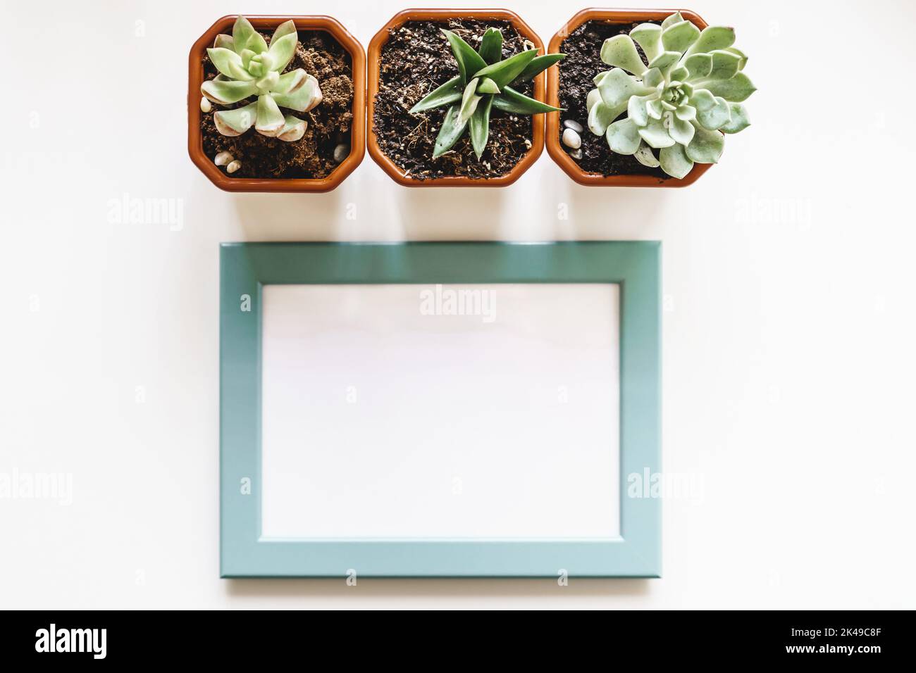 Empty blank photo frame with copy space and house plant for your design ...