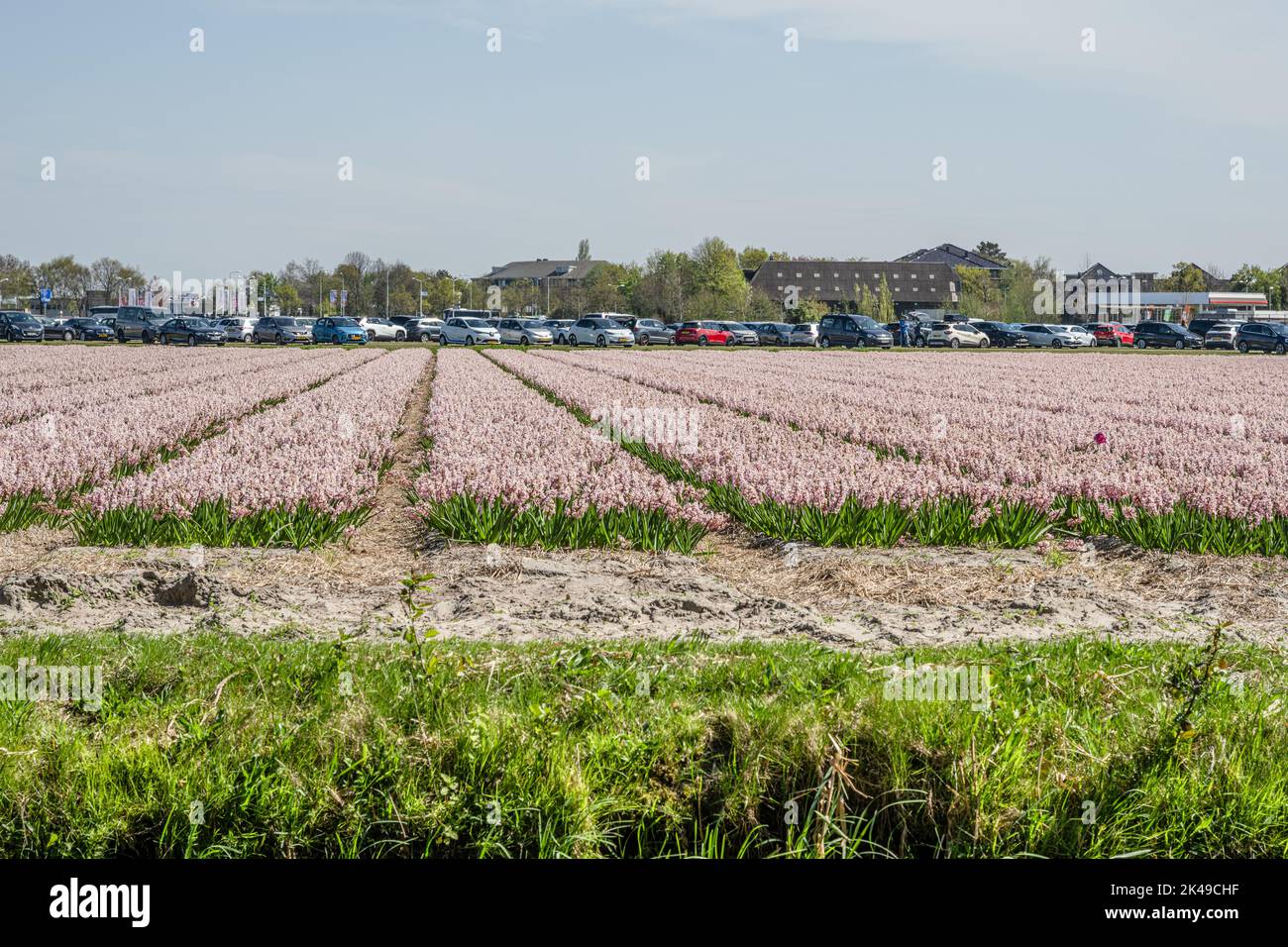Bulb fields from Keukenhof Gardens Stock Photo - Alamy