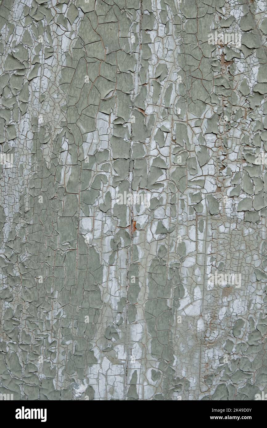 Light grey green wooden texture with crackled peeling paint. Aged wood ...