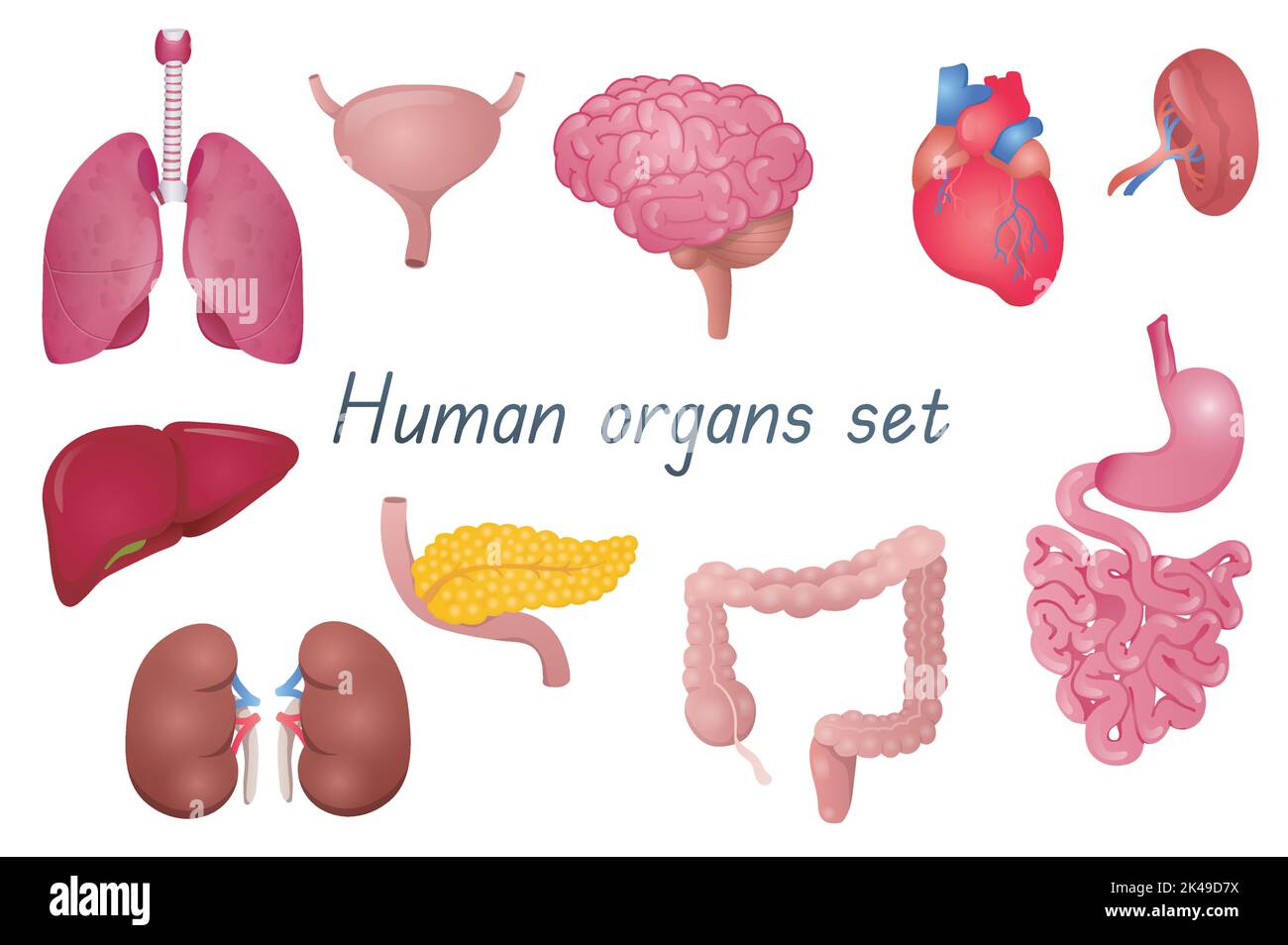 Human organs 3d realistic set. Bundle of lungs, bladder, brain, heart, spleen, kidneys, liver ...