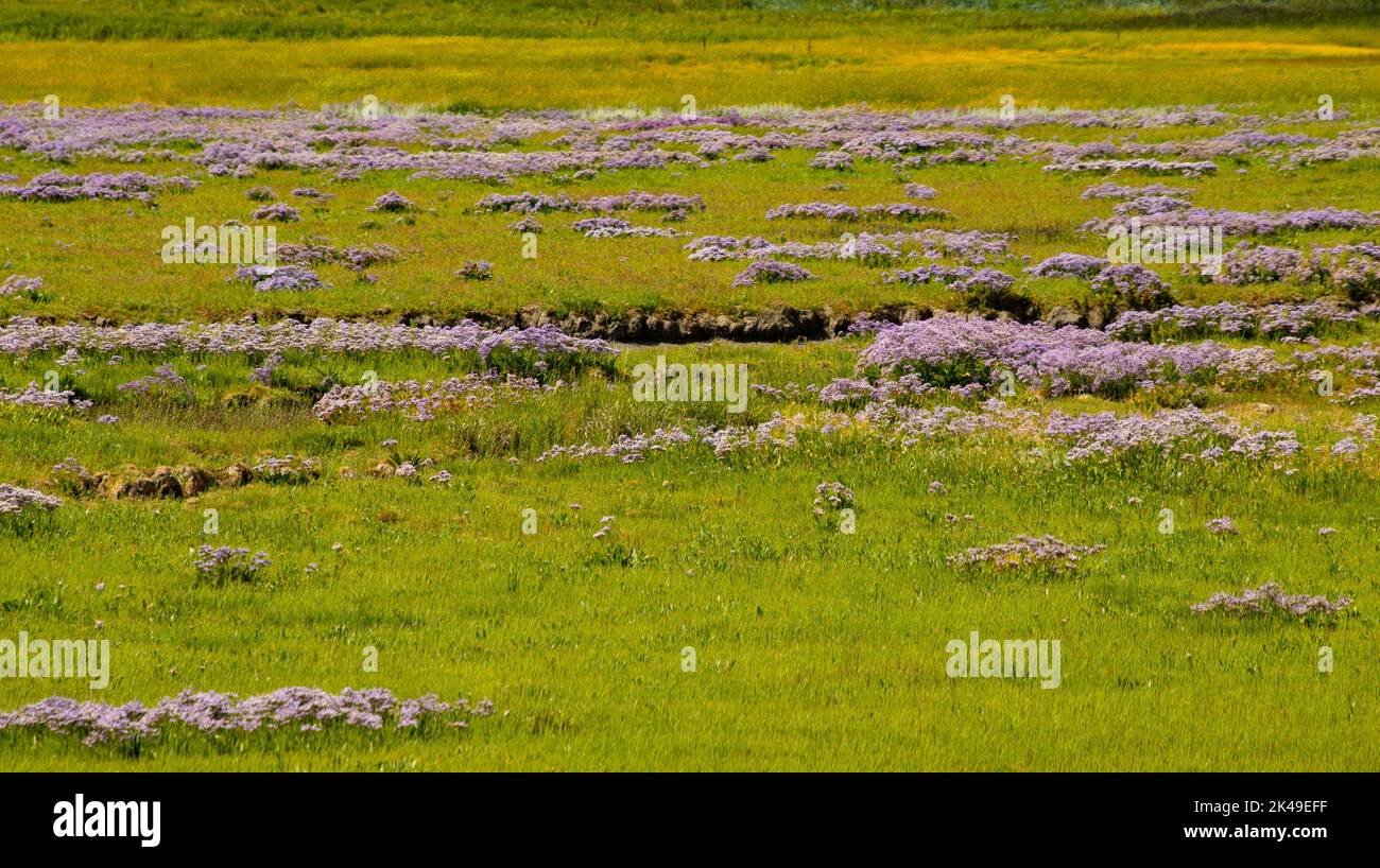 Idyllic colorful landscape with violet flowers Stock Photo - Alamy