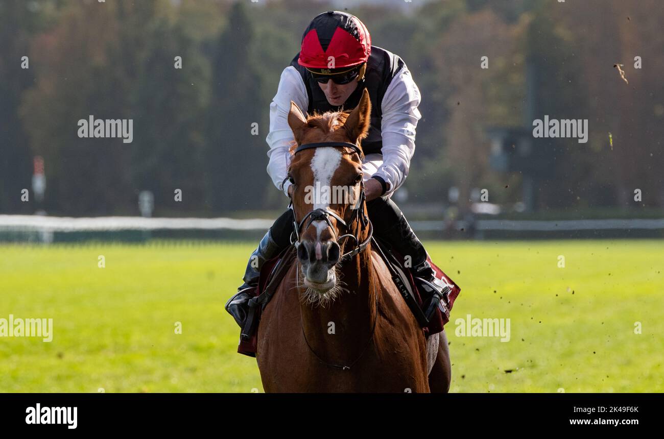 Kyprios horse hi-res stock photography and images - Alamy