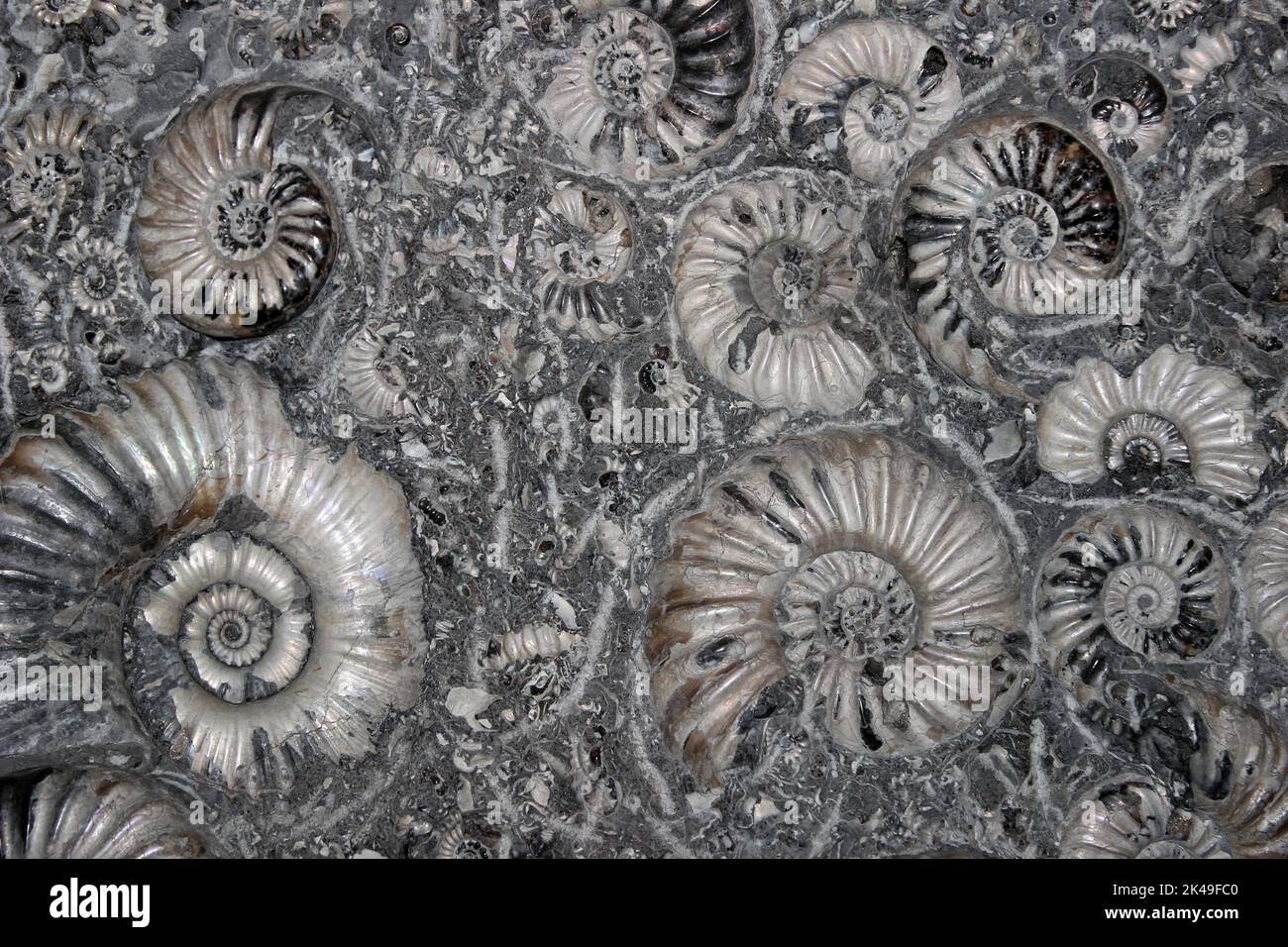 Marston Magna Fossil Ammonites - Asteroceras blakei & Promicroceras ...