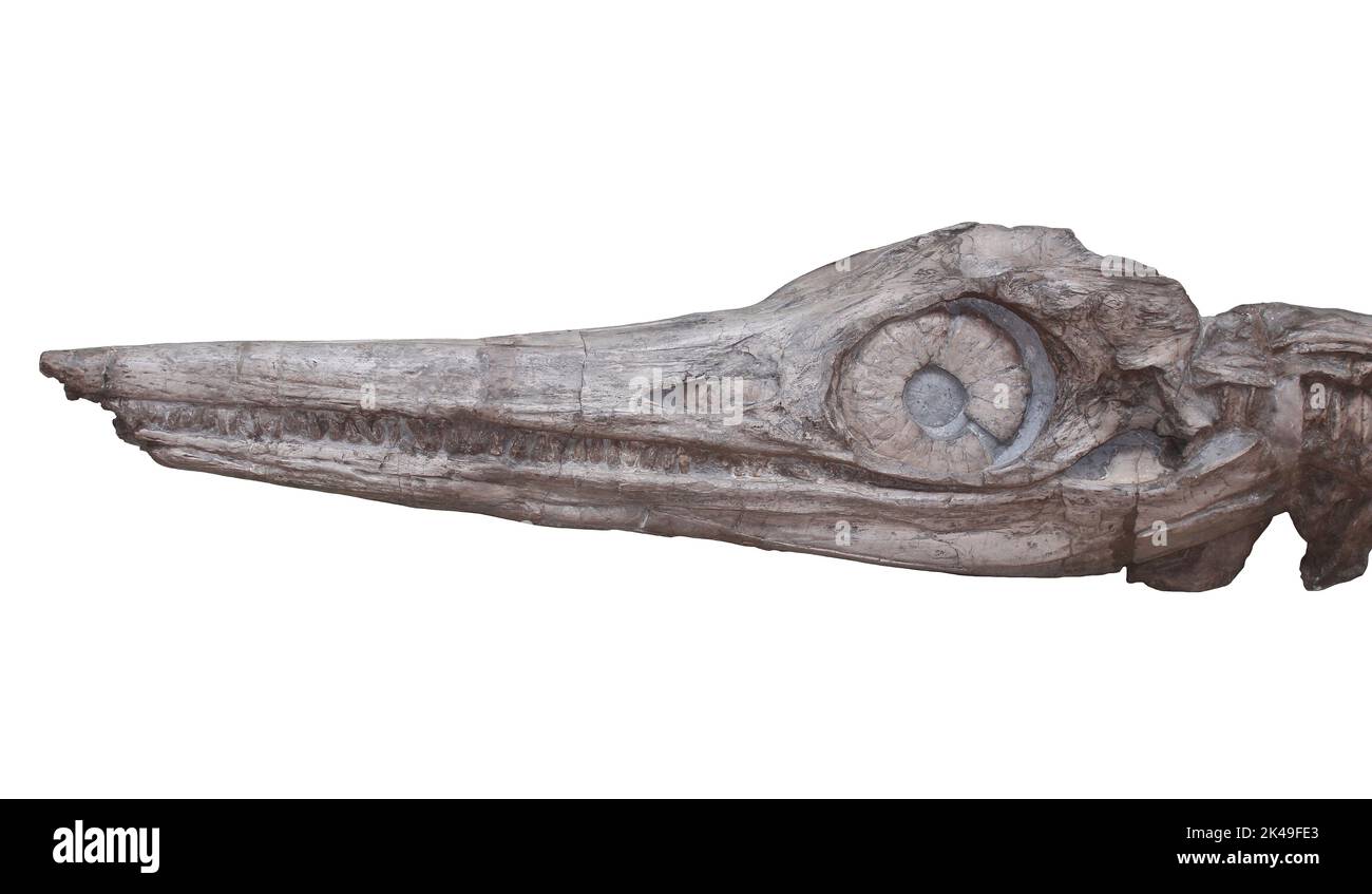 The skull of temnodontosaurus platyodon hi-res stock photography and ...