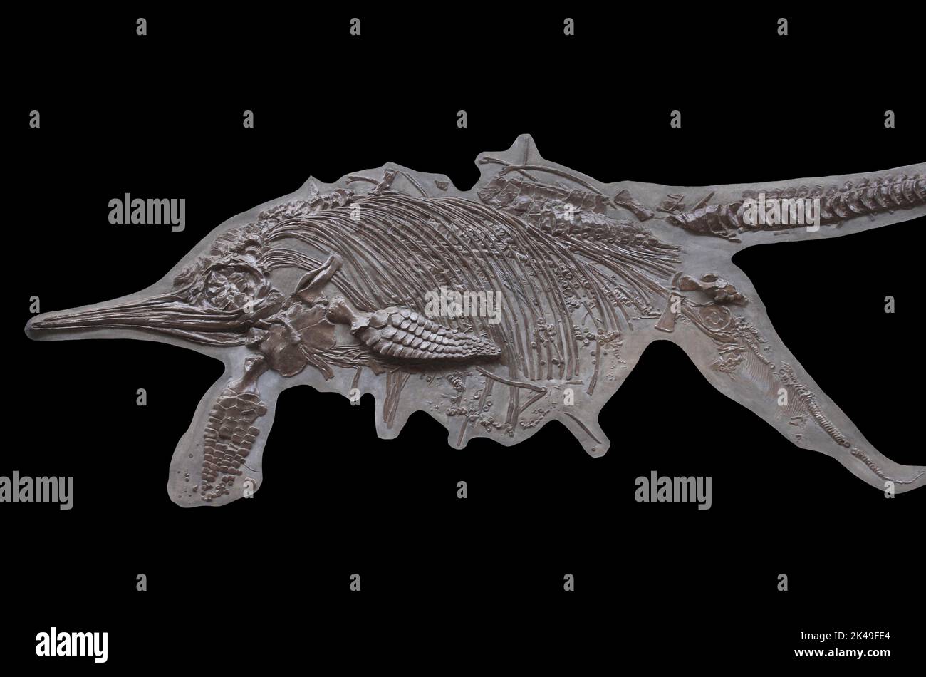 Ichthyosaur stenopterygius quadriscissus hi-res stock photography and ...