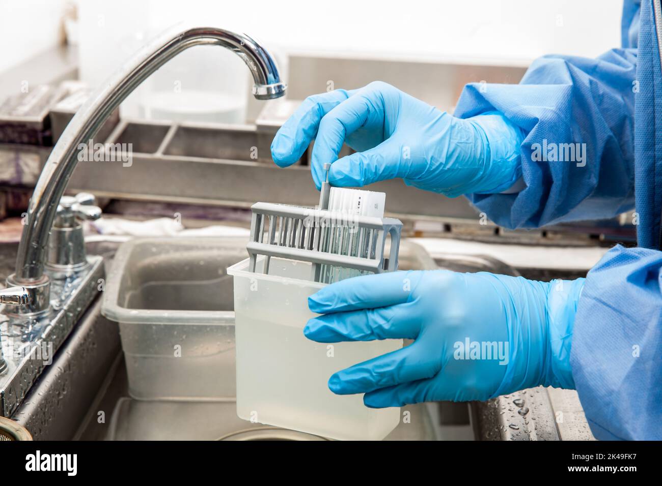 Scientist preparing slides with paraffin embedded tissue samples for ...