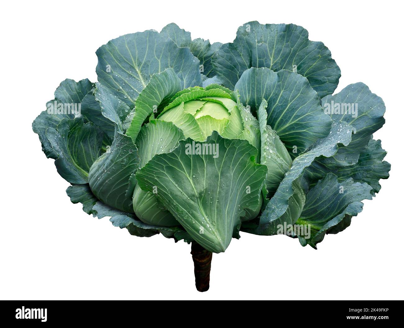 Cabbage Head Person at Diana Longoria blog