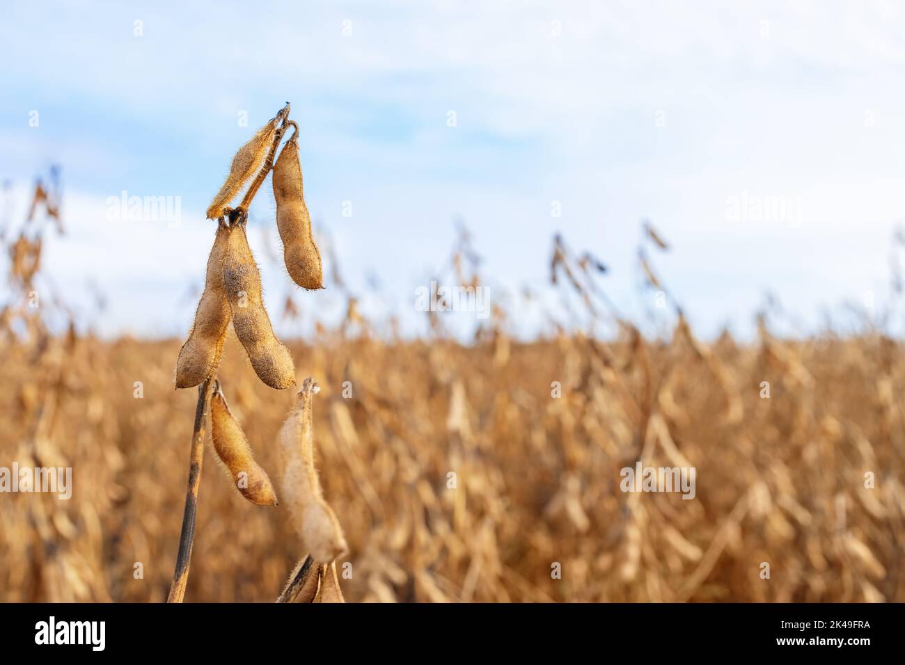 soybean pods on the agricultural field and sky as background Stock ...
