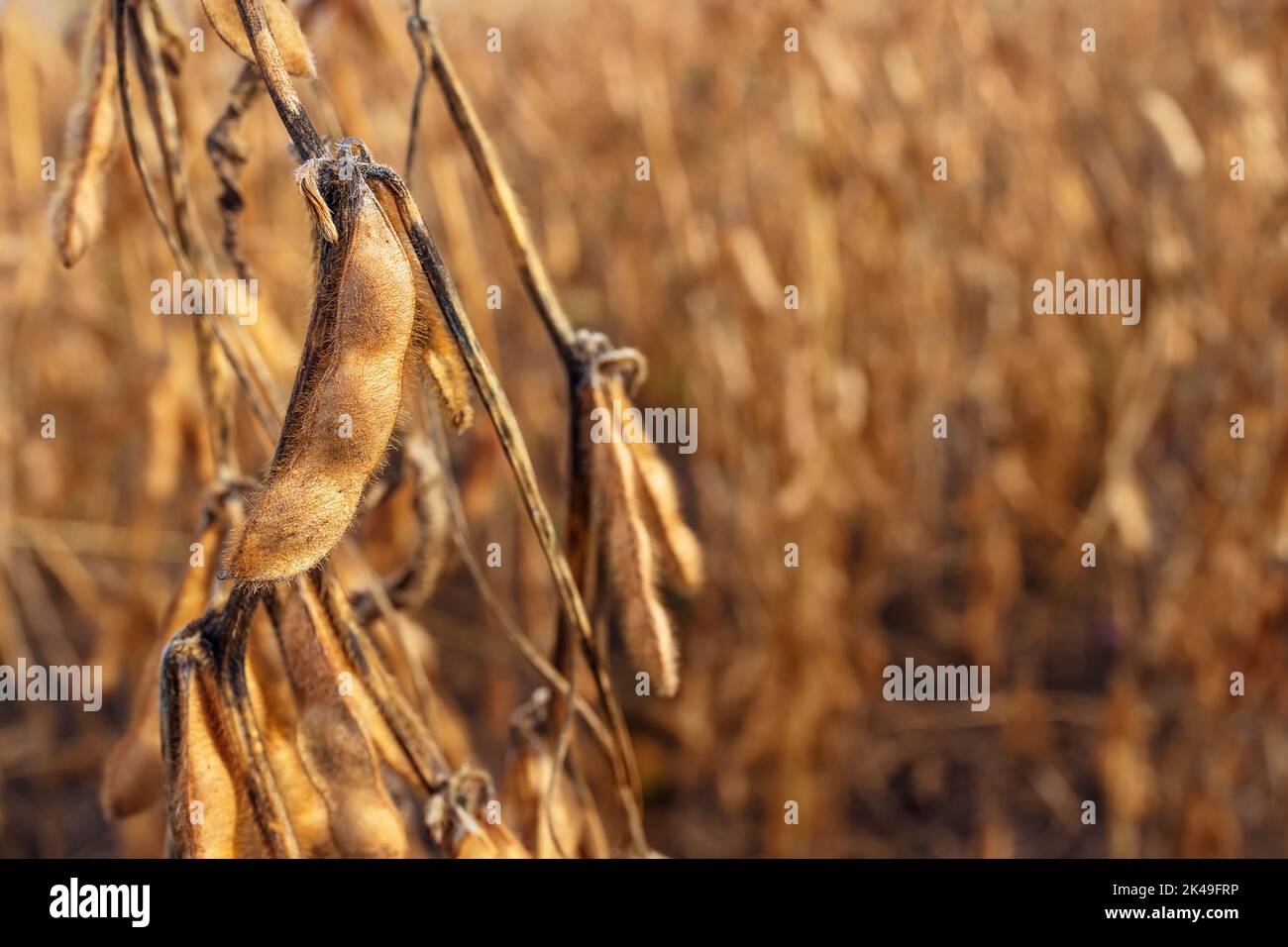 ripe soybean pods on the agricultural field ready to harvest Stock ...