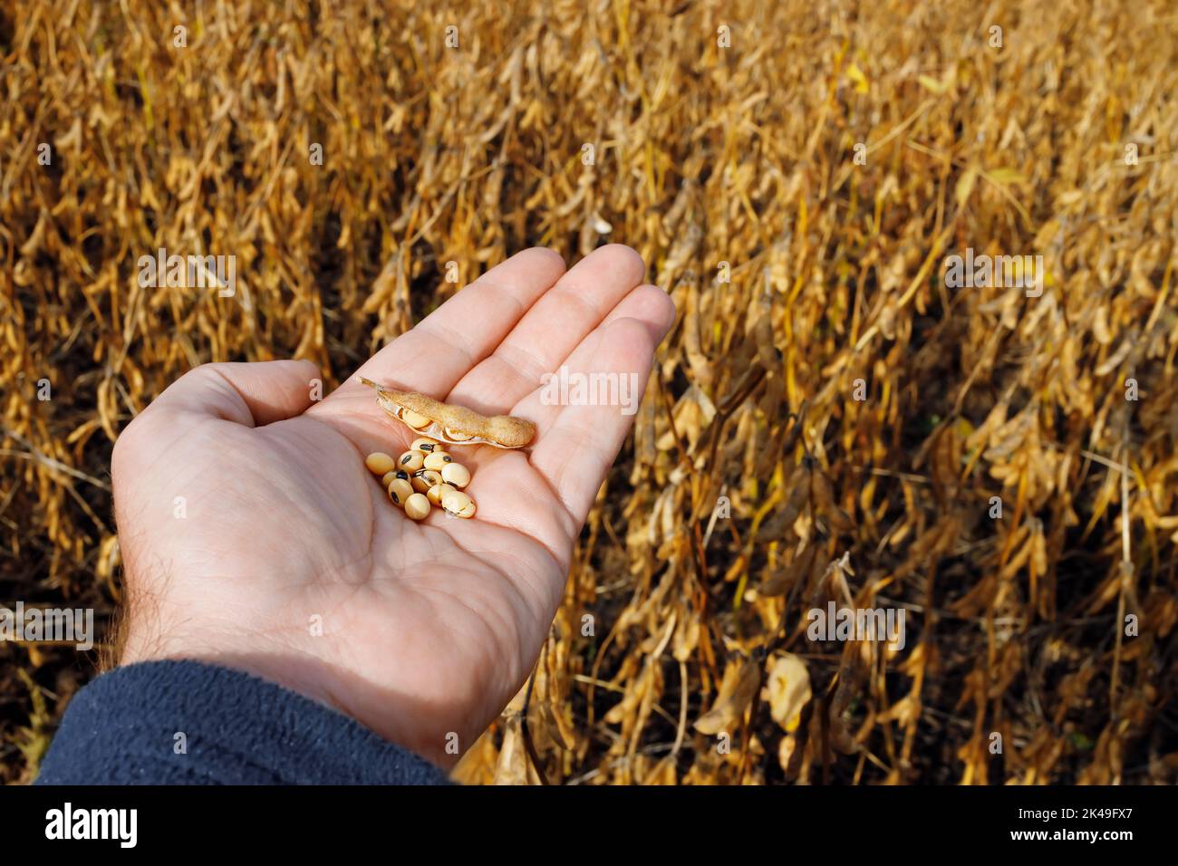 Ripe soy beans agriculture hi-res stock photography and images - Alamy