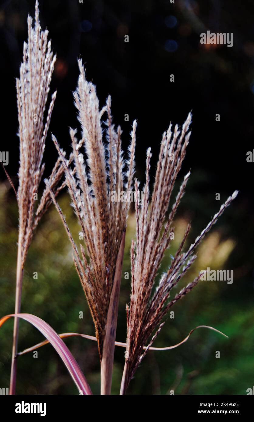 Free flowering deciduous grass hi-res stock photography and images - Alamy