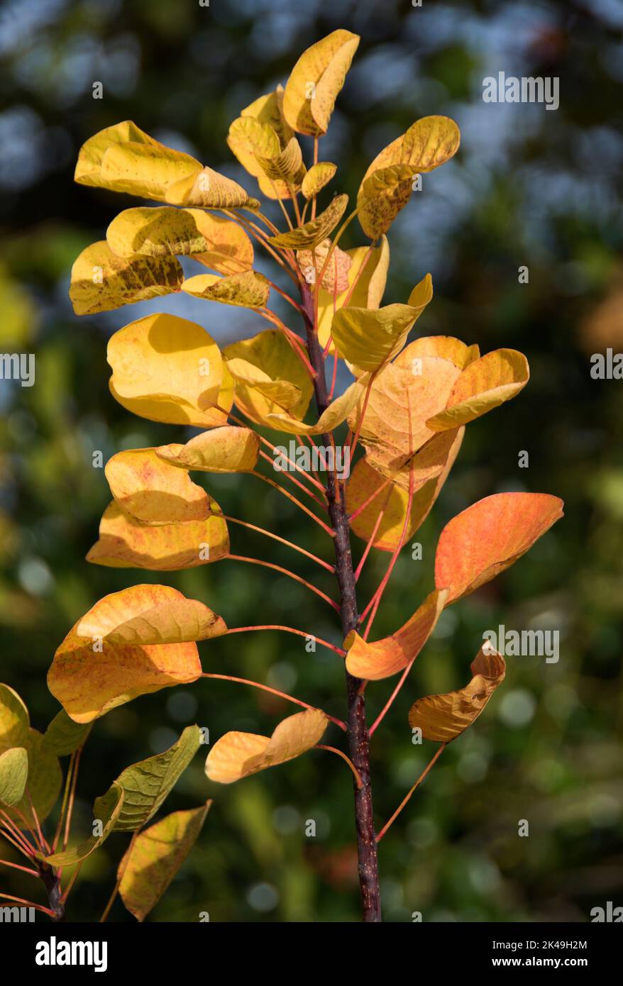 Cotinus coggyria ‘Golden Spirit’ Stock Photo - Alamy
