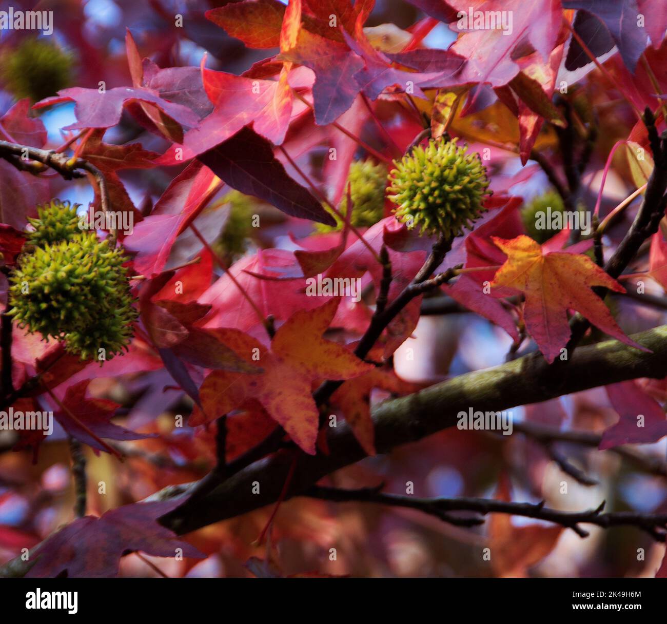 Liquidambar styraciflua seedballs Stock Photo - Alamy