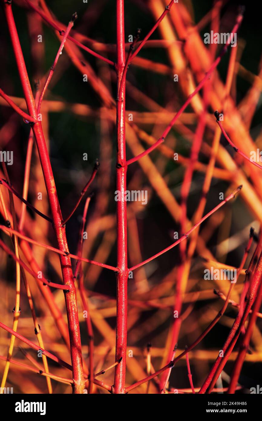 Cornus 'Midwinter Fire' Stock Photo - Alamy