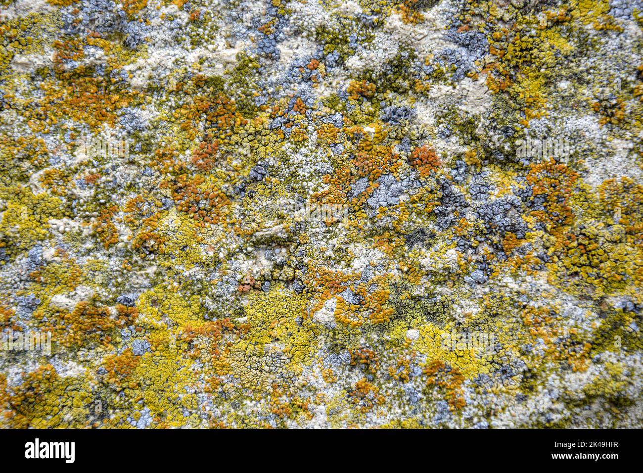 Colorful Moss on Concrete Wall. Aged wall of old building with ...