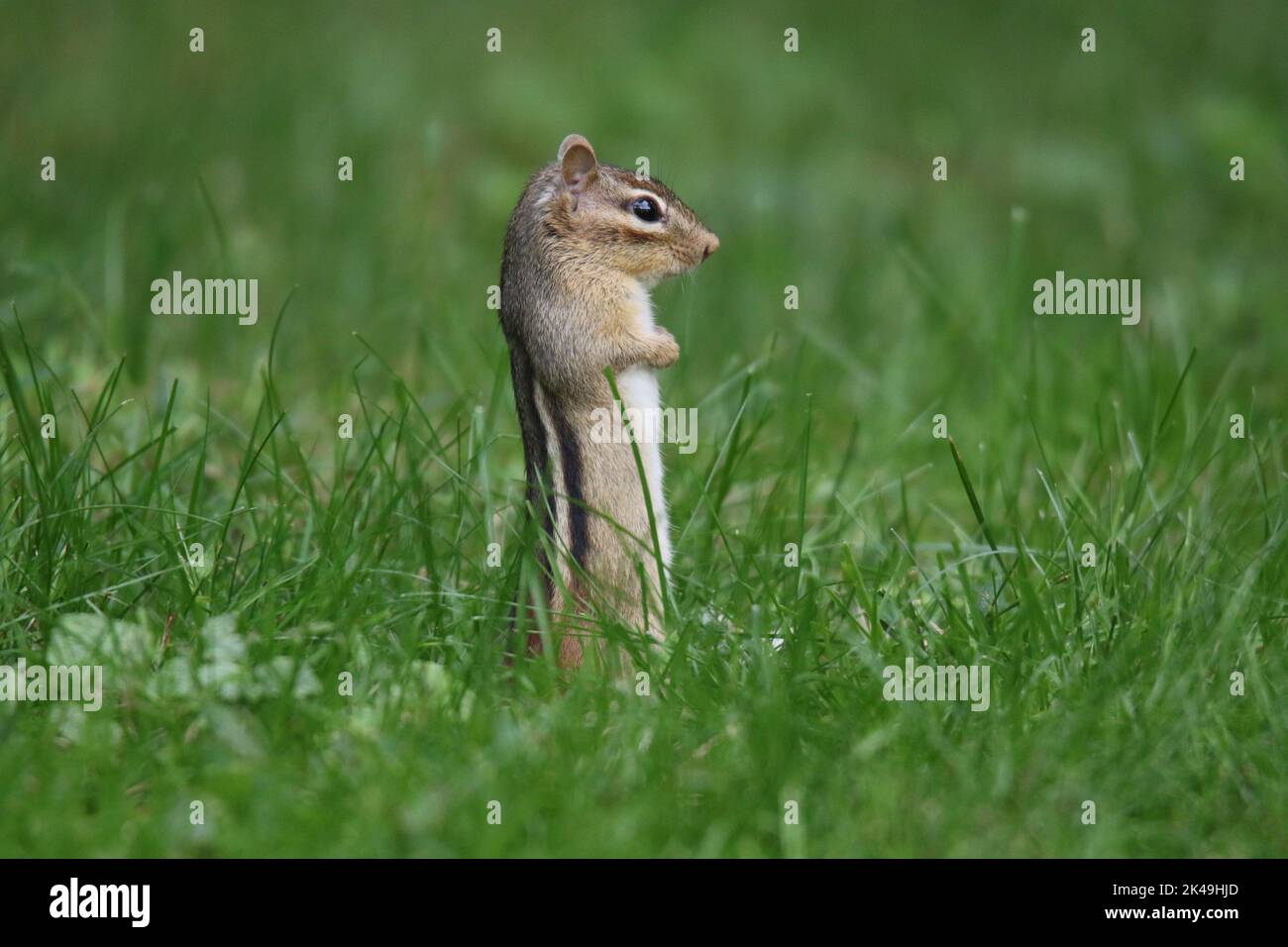 Eastern chipmunk Tamias striatus in side view standing upright in the ...