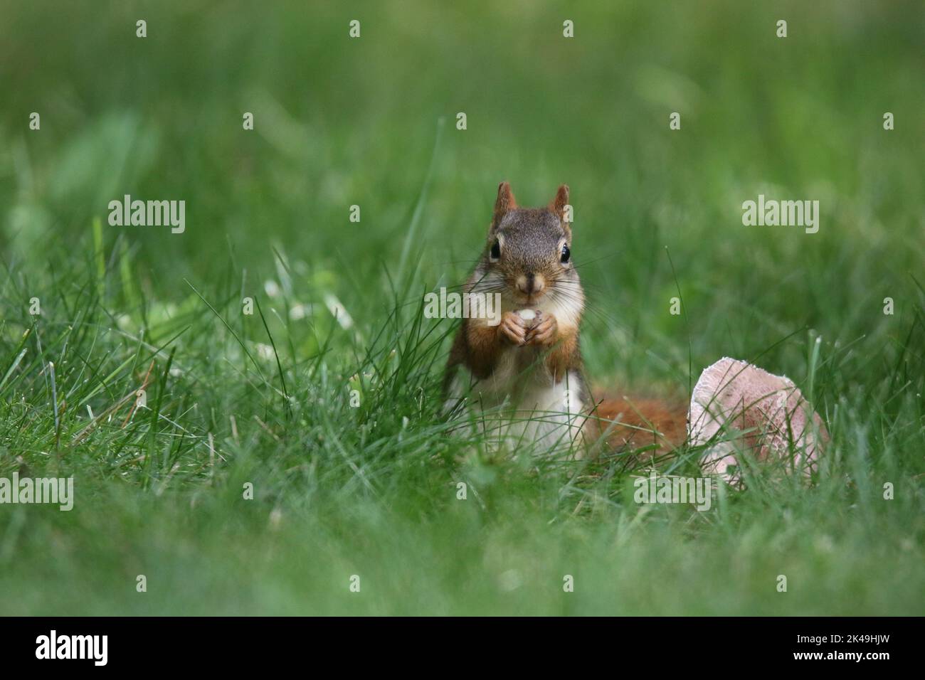 Red squirrel Tamiasciurus hudsonicus out foraging for food in grass in ...