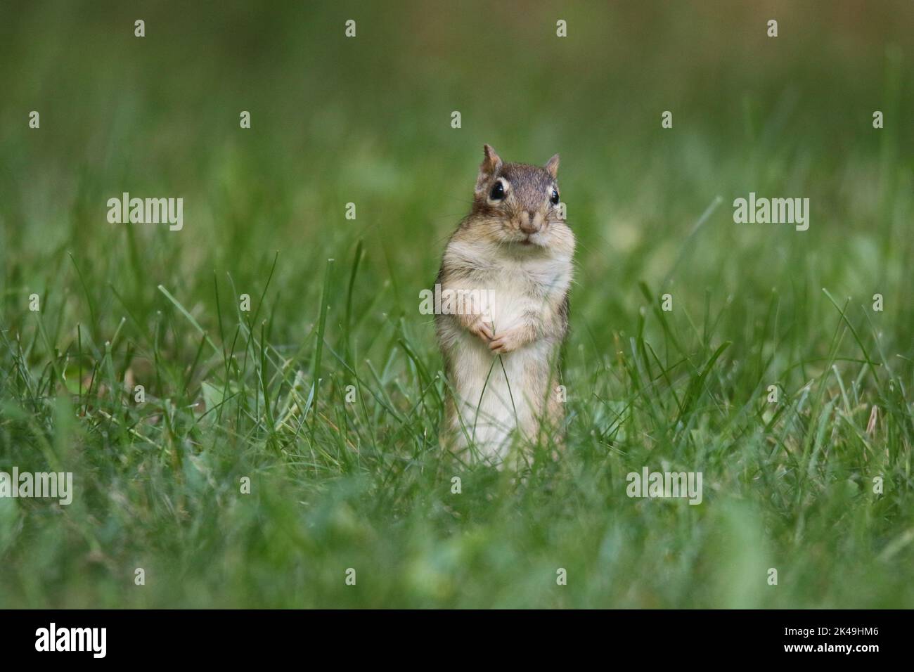 Eastern chipmunk standing upright out looking for food in Fall in grass ...