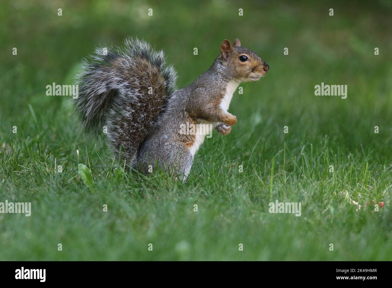 An Eastern gray squirrel Sciurus carolinensis looking for food in the ...