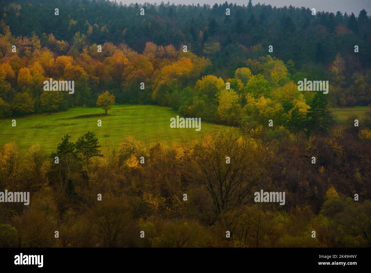 Golden autumn in the forests of Slovakia Stock Photo - Alamy