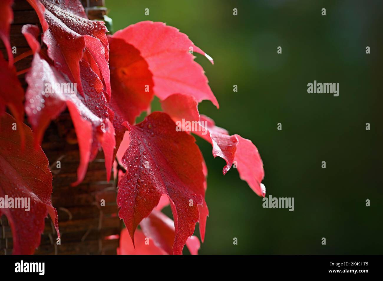 Autumn background. Beautiful colorful leaves from a tree. Fall time in ...
