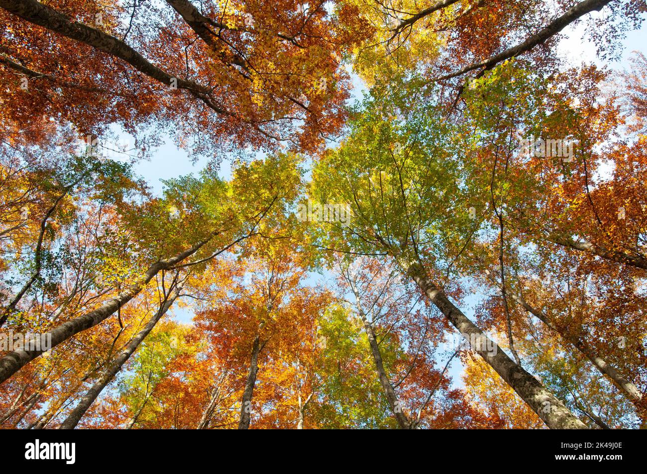 Vista dal basso di un paesaggio autunnale Stock Photo - Alamy