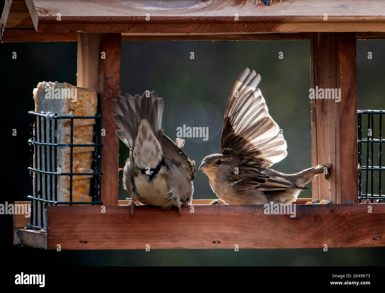 Angry sparrows hi-res stock photography and images - Alamy