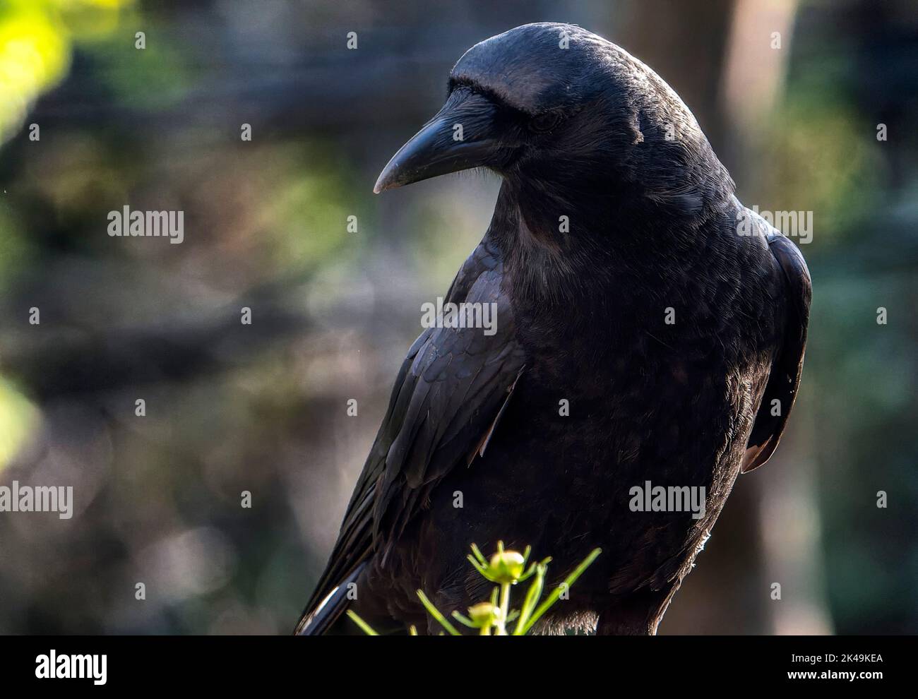 Big black bird comes visiting the garden Stock Photo - Alamy