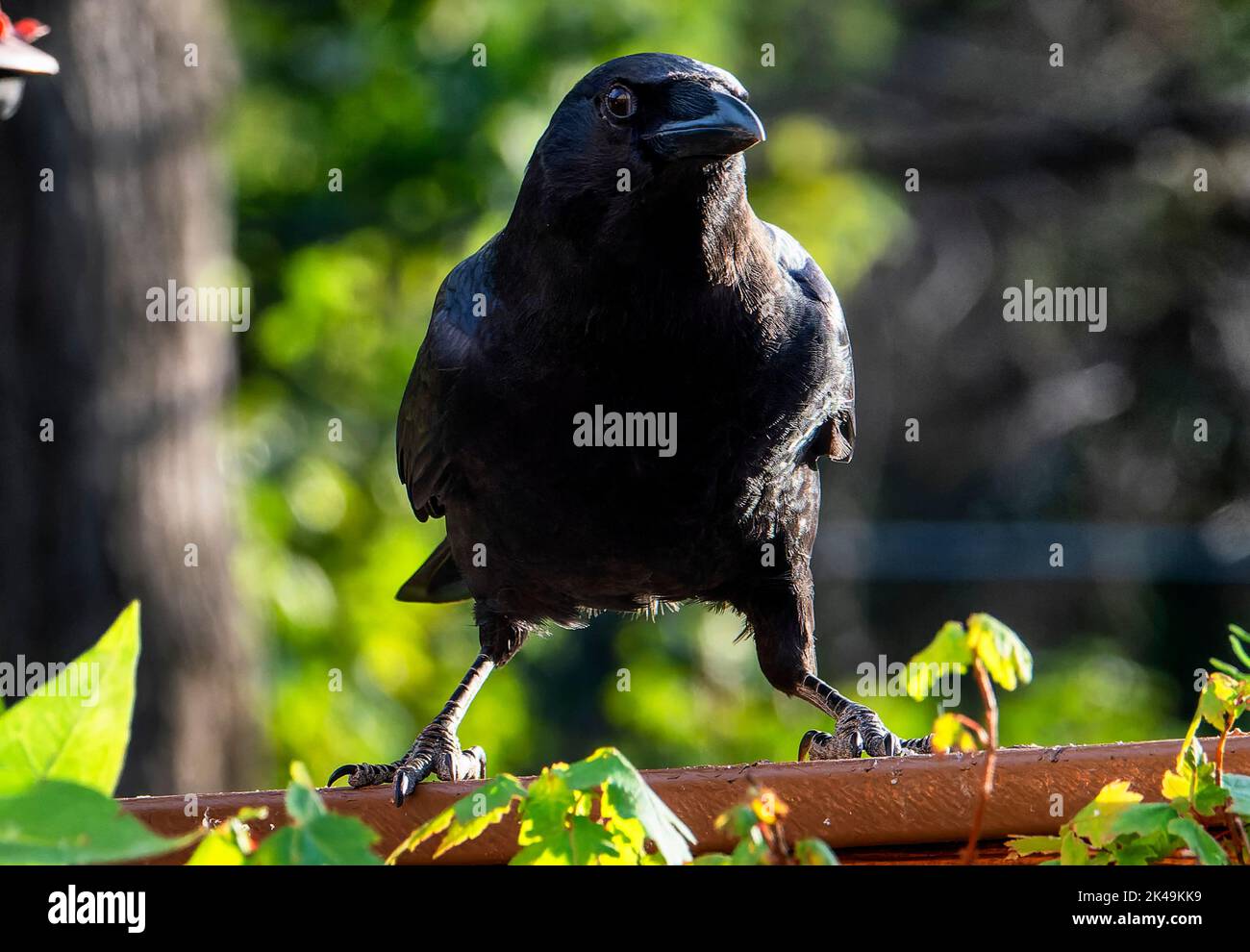 Big black bird comes visiting the garden Stock Photo - Alamy