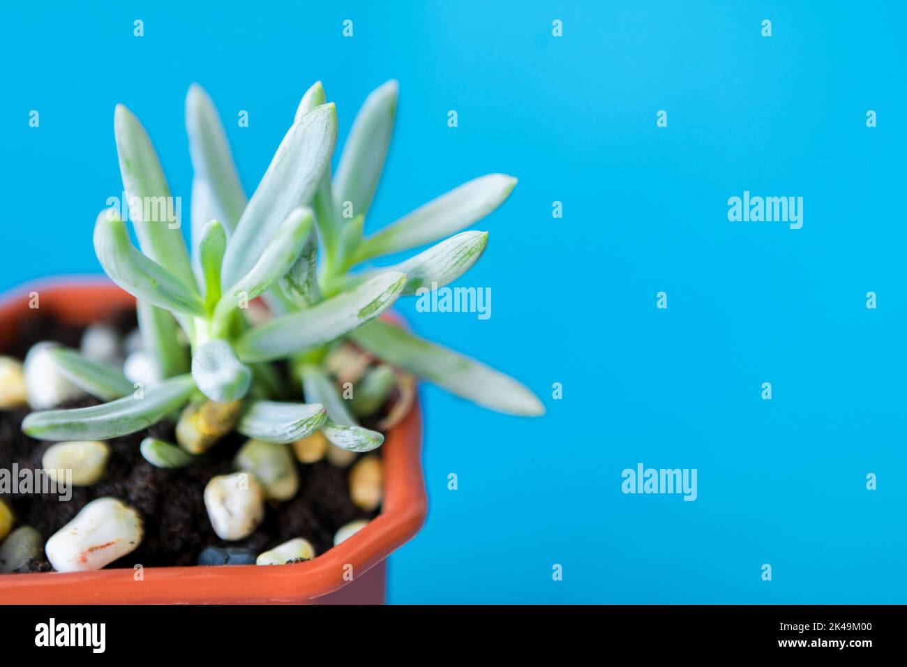 Succulent house plant small sprouts on a blue background Stock Photo ...