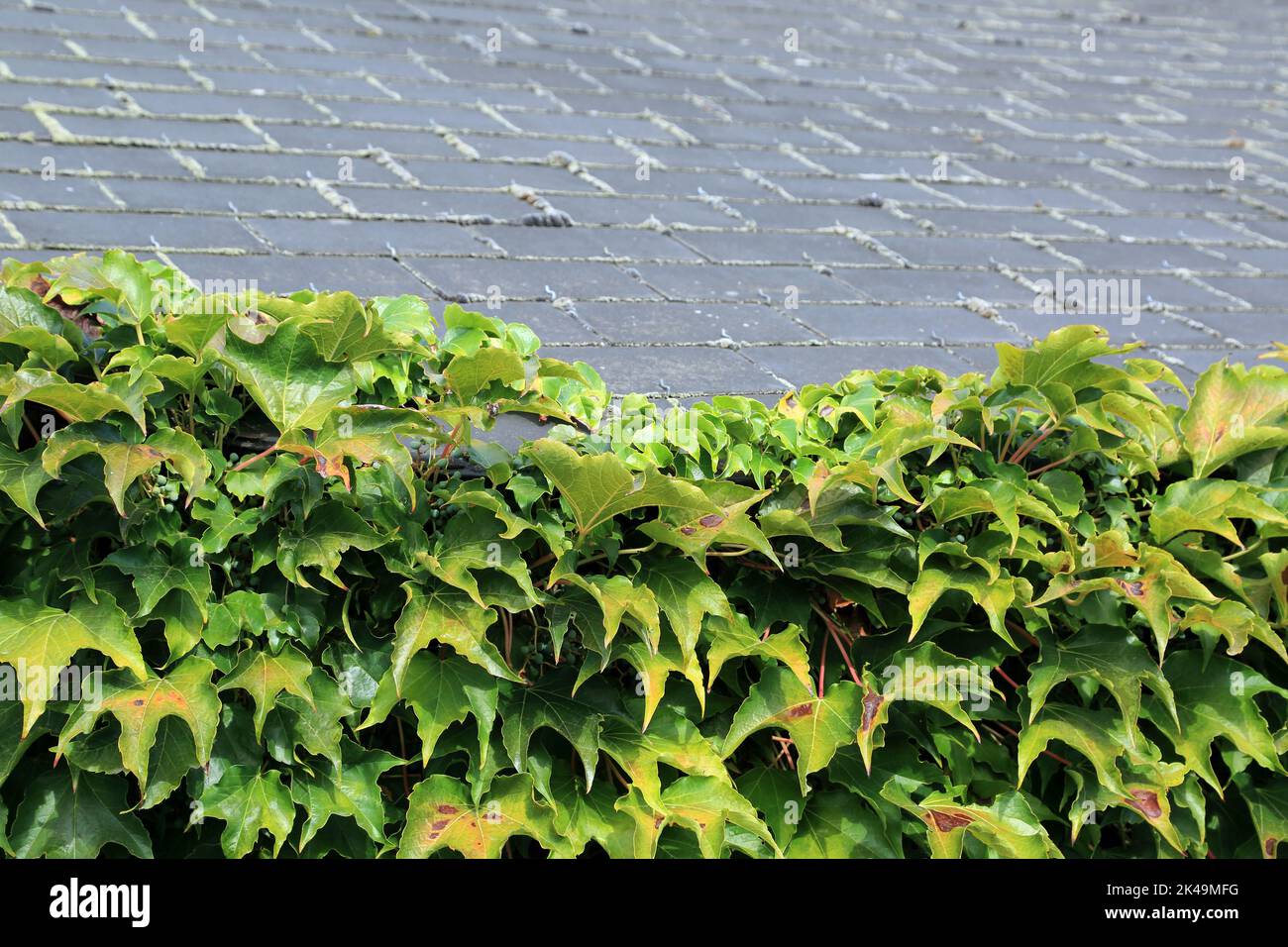 Virginia Creeper climbing plant on house with slate roof, Kerno, Ile ...