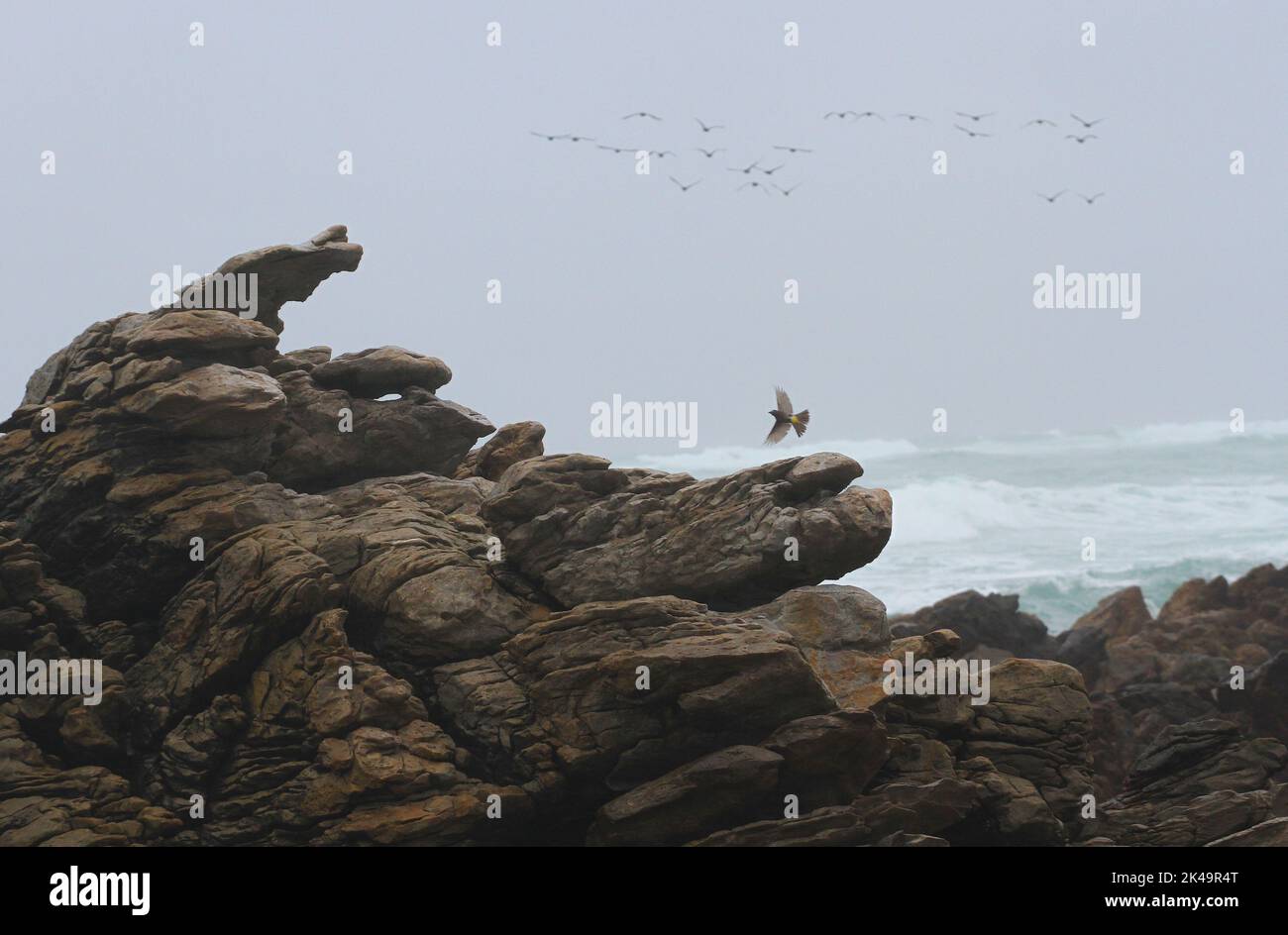 The view of birds flying by the rocks of the oceanside coast Stock ...