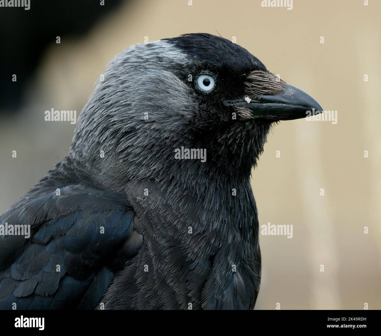 The western jackdaw, also known as the Eurasian jackdaw, the European ...