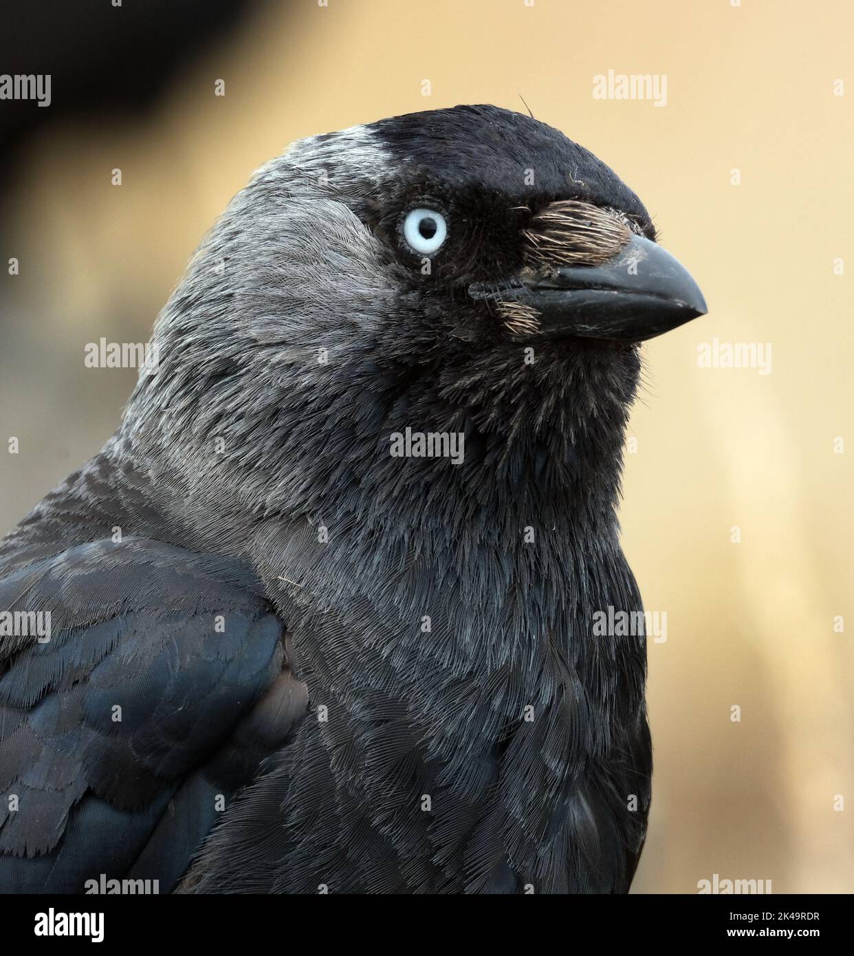 The western jackdaw, also known as the Eurasian jackdaw, the European ...