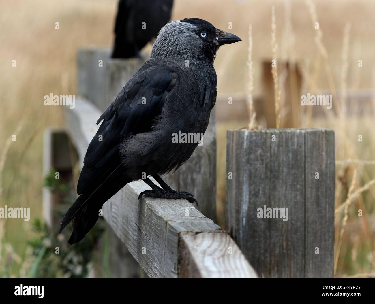 The western jackdaw, also known as the Eurasian jackdaw, the European ...