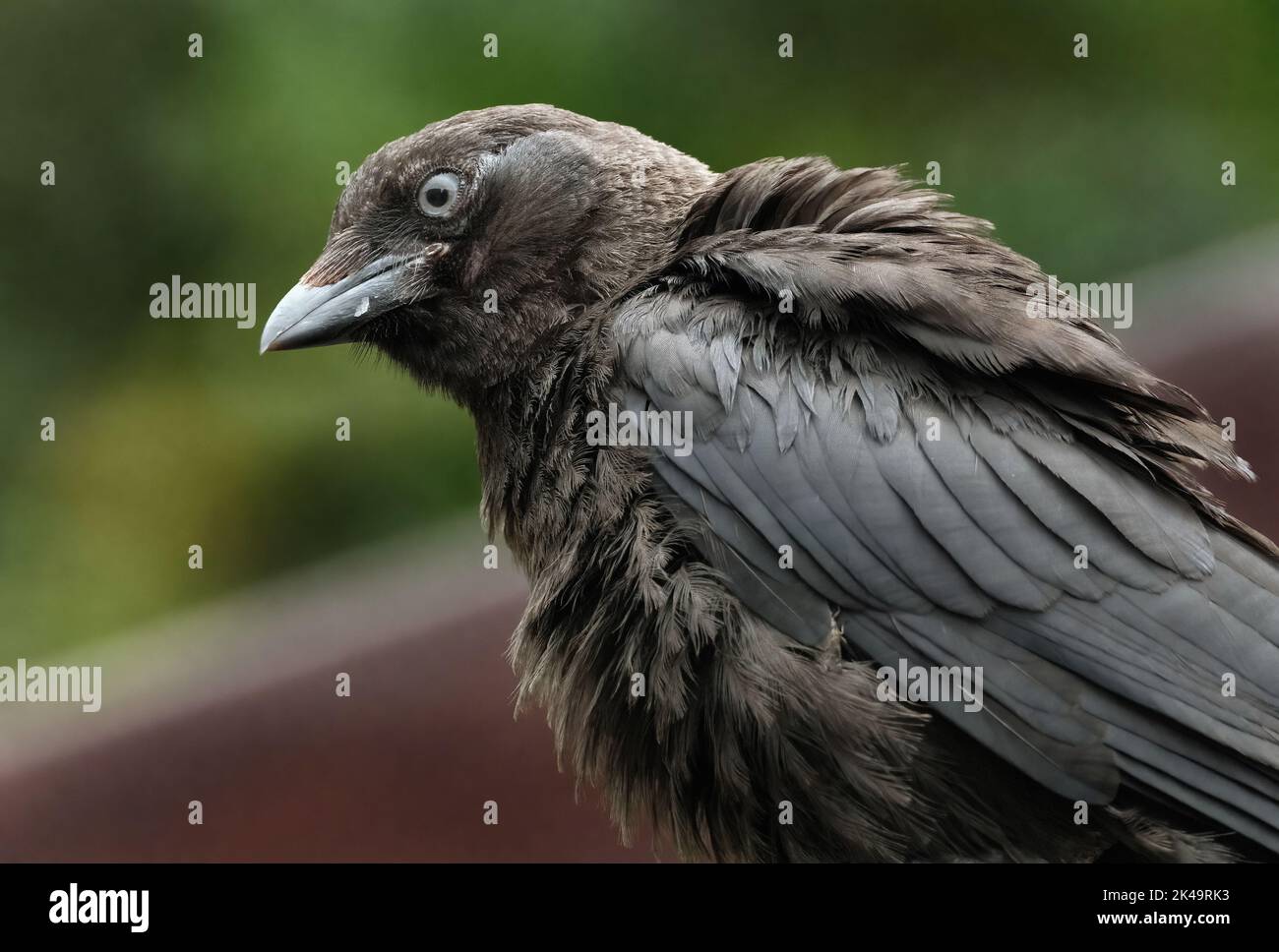 The western jackdaw, also known as the Eurasian jackdaw, the European ...