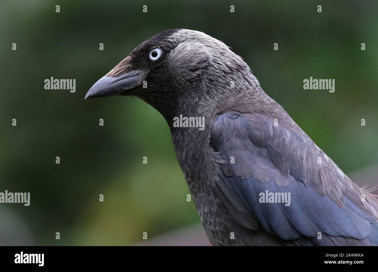 The western jackdaw, also known as the Eurasian jackdaw, the European ...