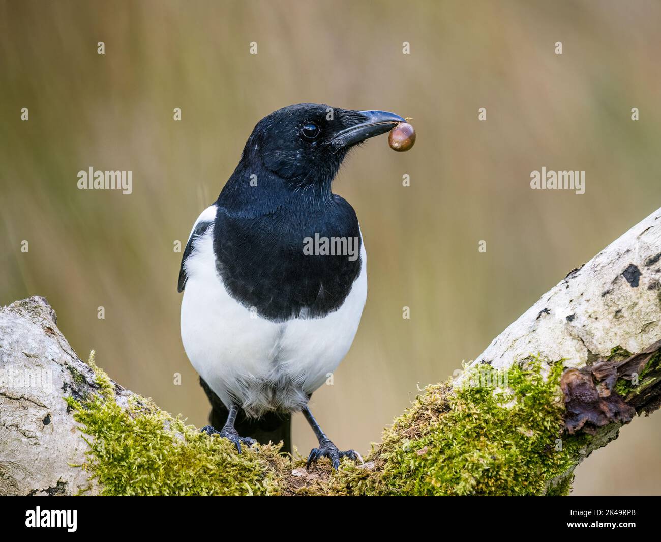 Magpie feeding in a garden hi-res stock photography and images - Alamy