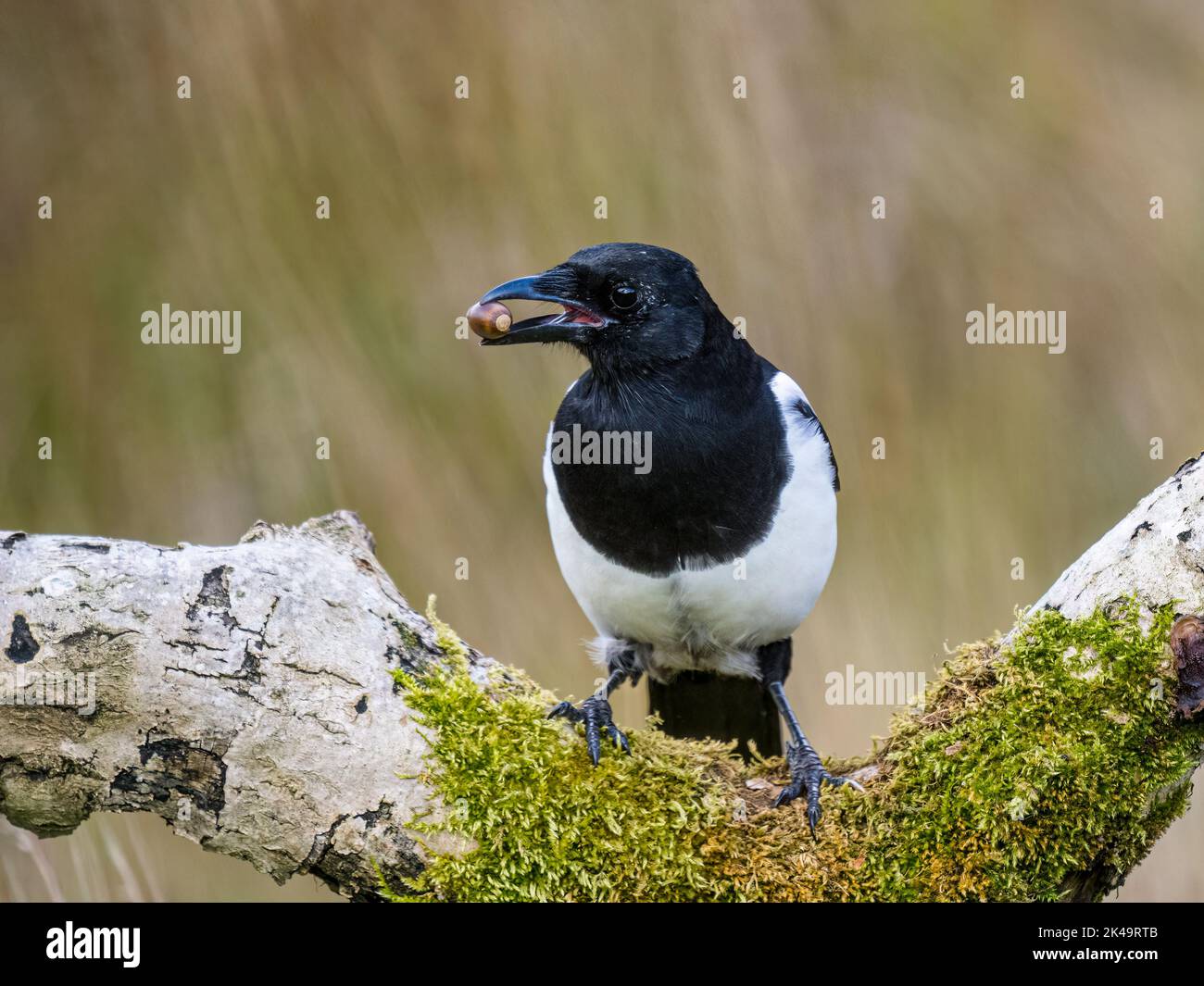 Magpie feeding in a garden hi-res stock photography and images - Alamy