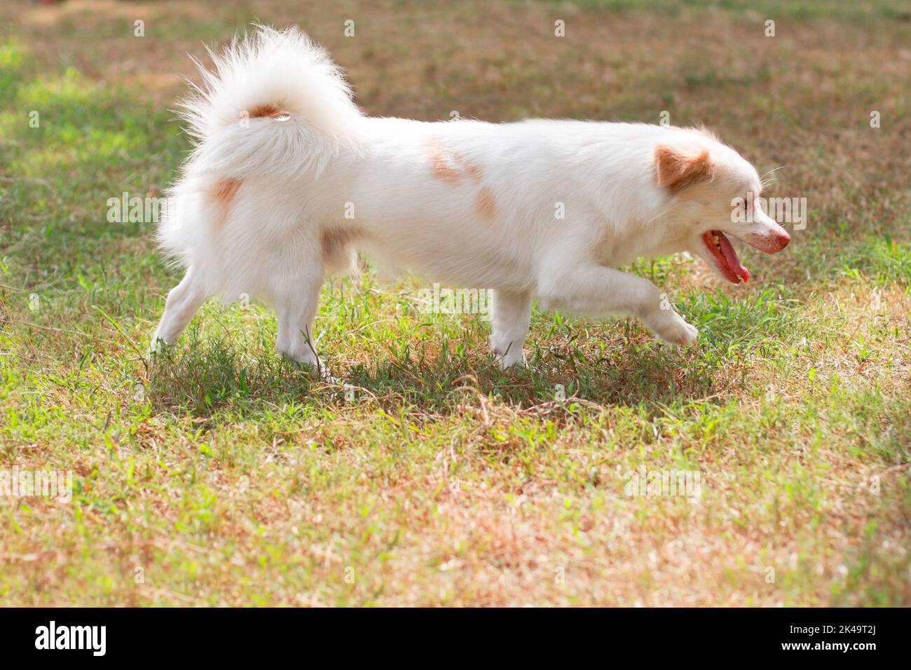 Dogs playing in grass hi-res stock photography and images - Alamy