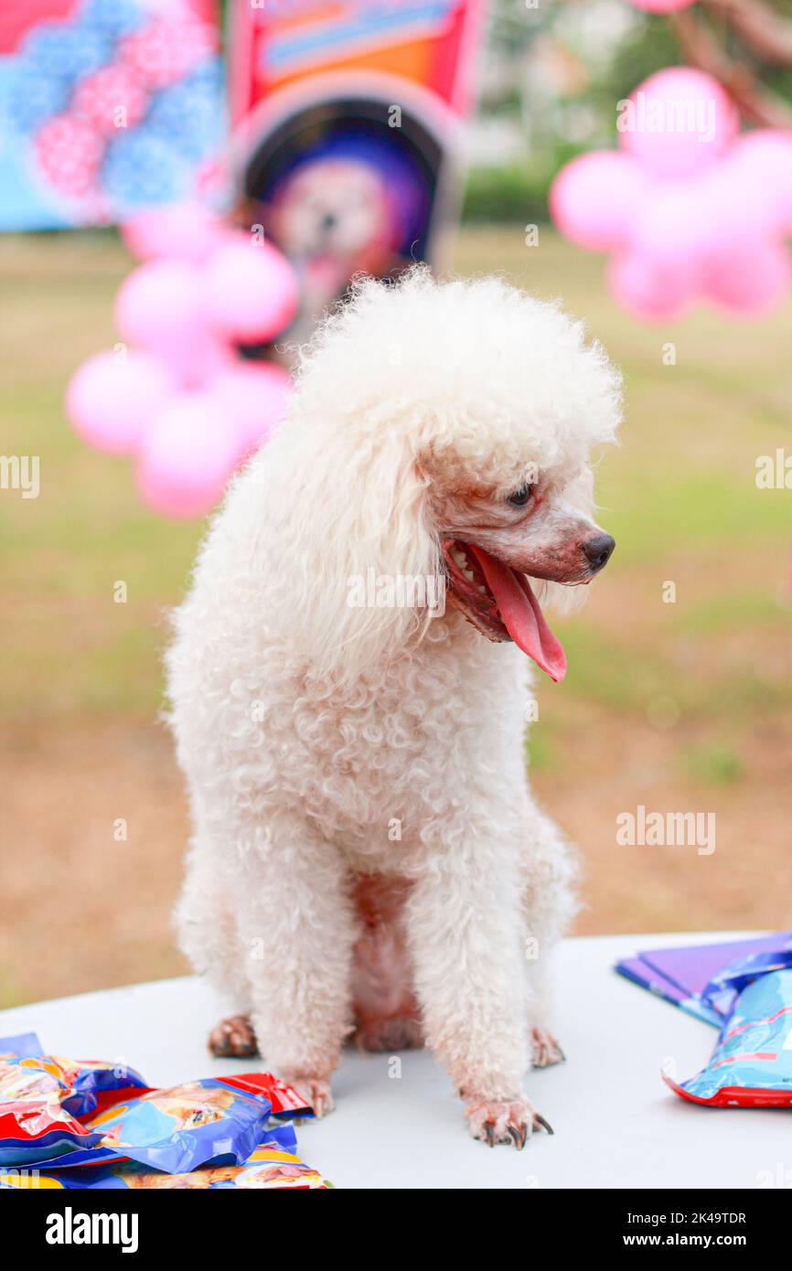 Poodle dog breed in party Stock Photo - Alamy