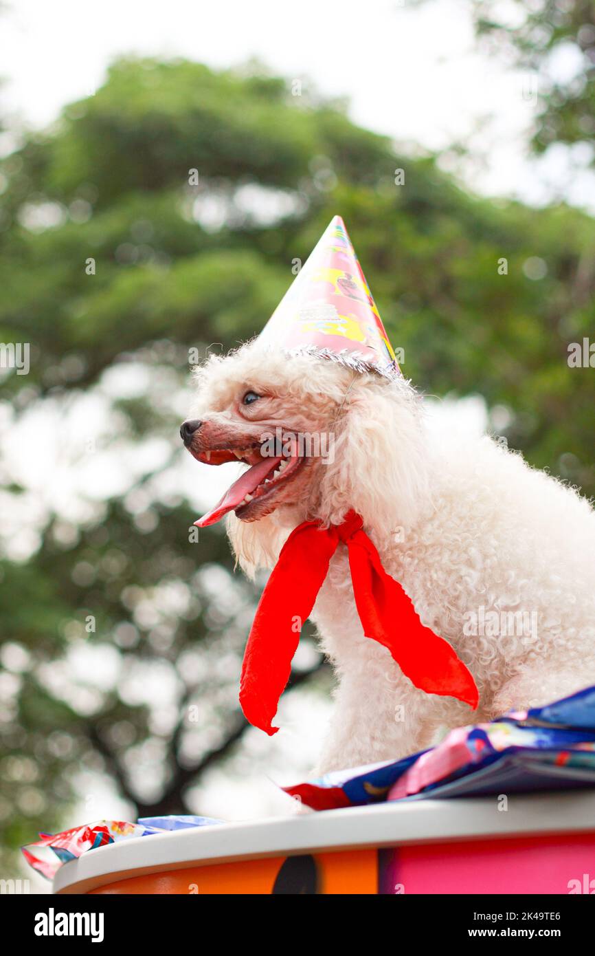 Poodle dog breed with party hat Stock Photo - Alamy