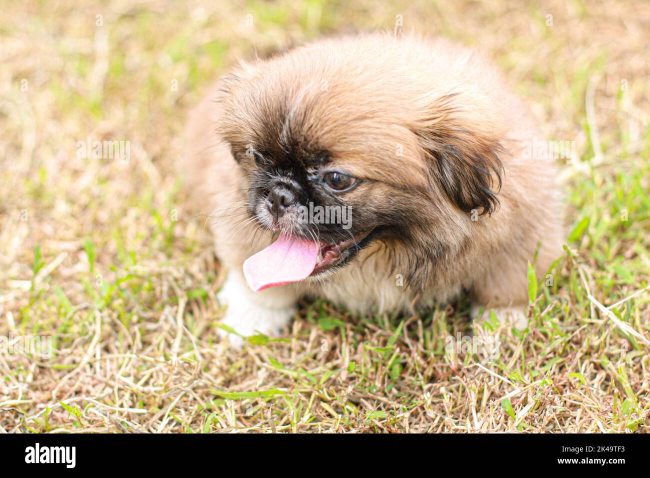 Pekingese dog breed on green grass background Stock Photo - Alamy